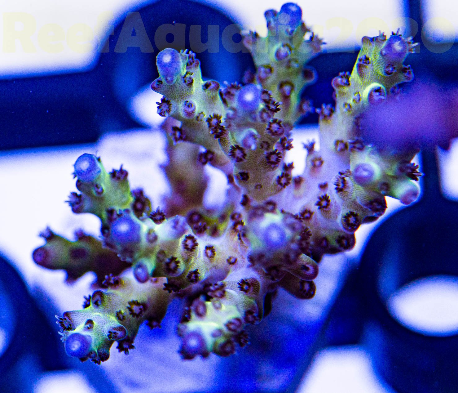 Coral frags – Reef Aquaria