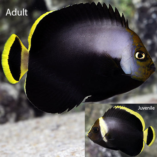 Reef Aquaria - Marine aquarium specialty store.