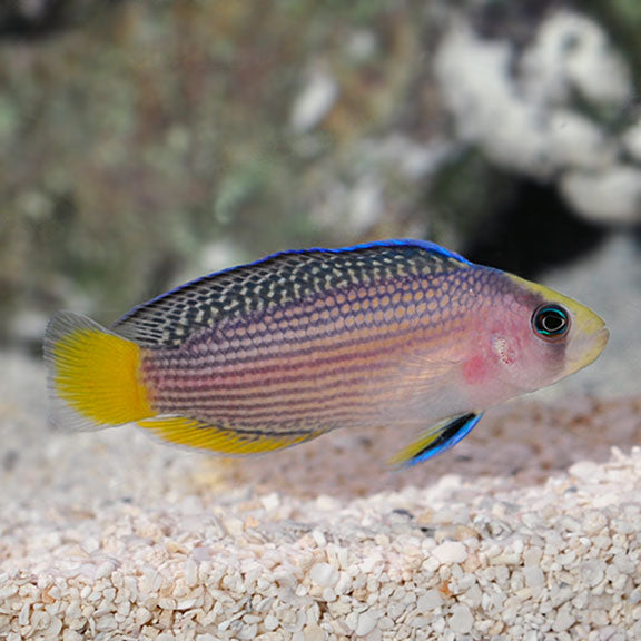 Live marine fish – Reef Aquaria