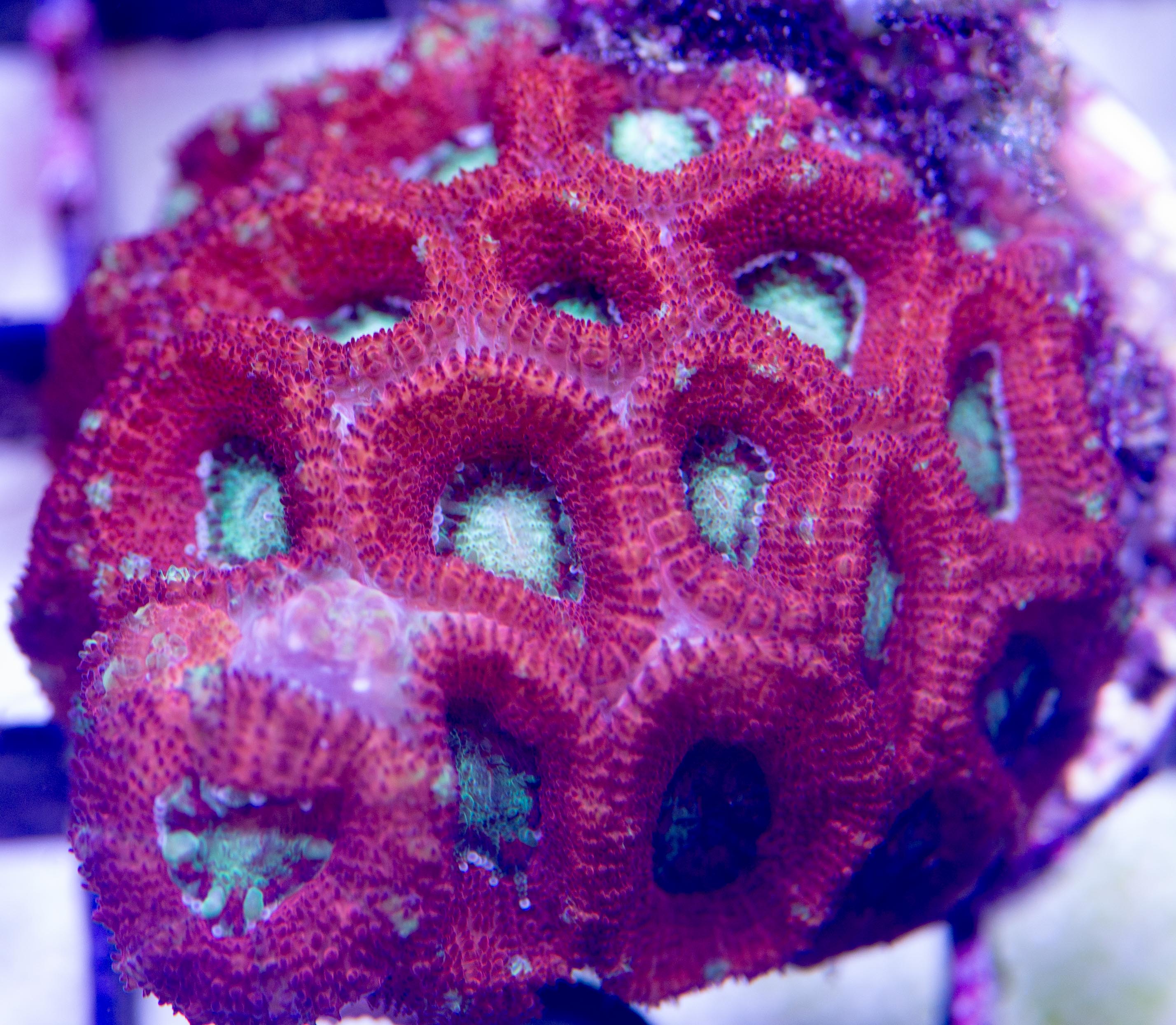 Reef Aquaria - Marine aquarium specialty store.