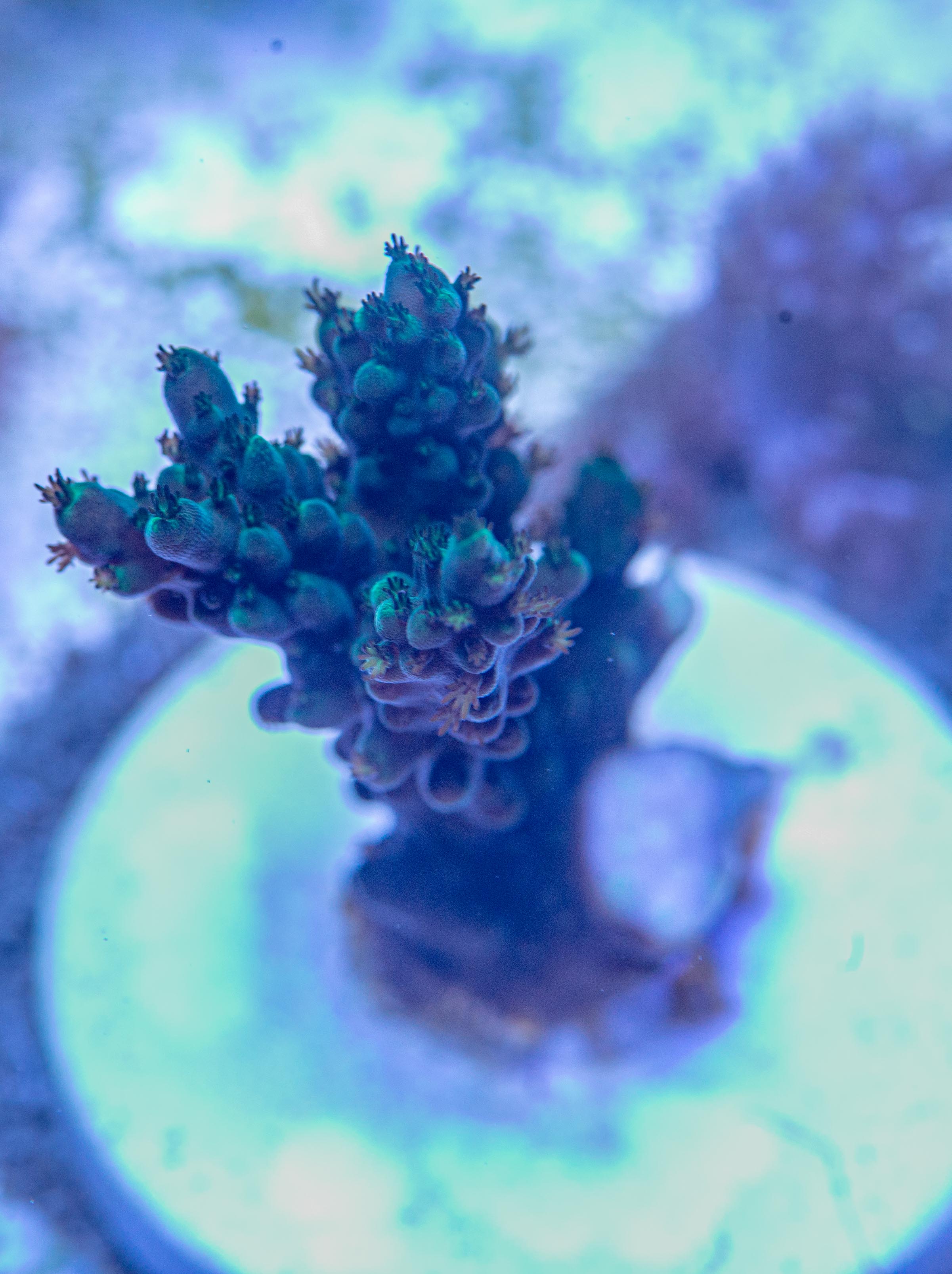 Coral frags – Reef Aquaria