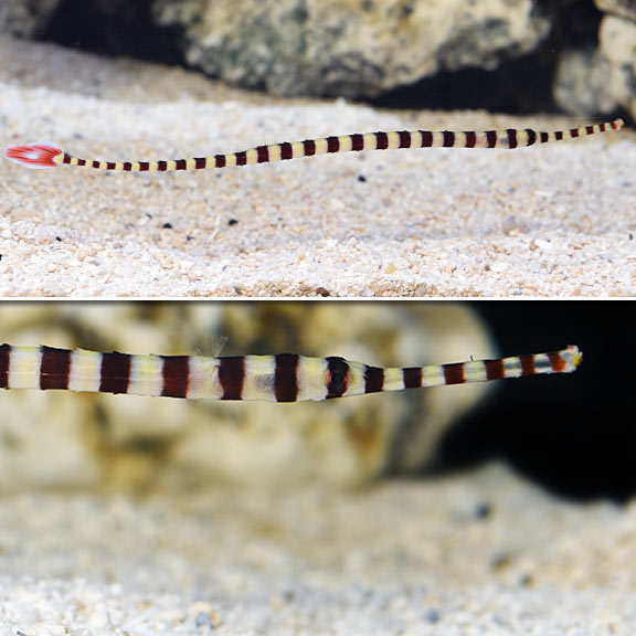 Live marine fish – Reef Aquaria