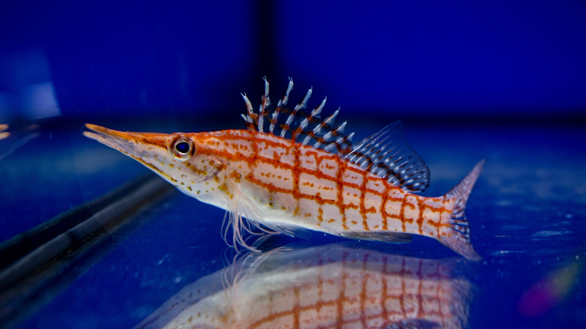 Long Nose Hawkfish – Reef Aquaria
