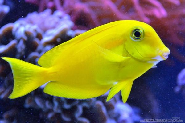 Orange Shoulder Tang