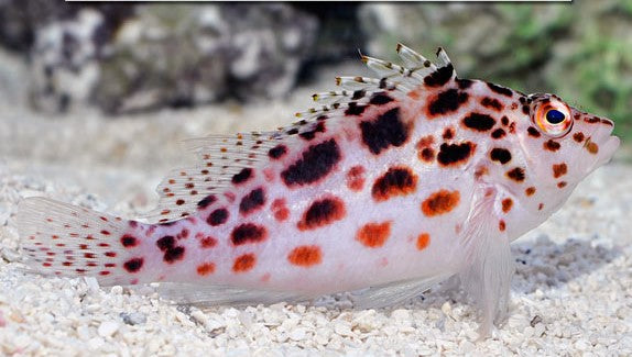 Live marine fish – Reef Aquaria
