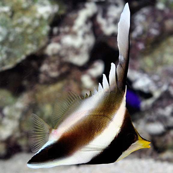 Live marine fish – Reef Aquaria