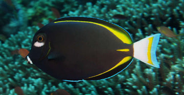 Live marine fish – Page 2 – Reef Aquaria