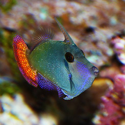 Redtail Filefish – Reef Aquaria